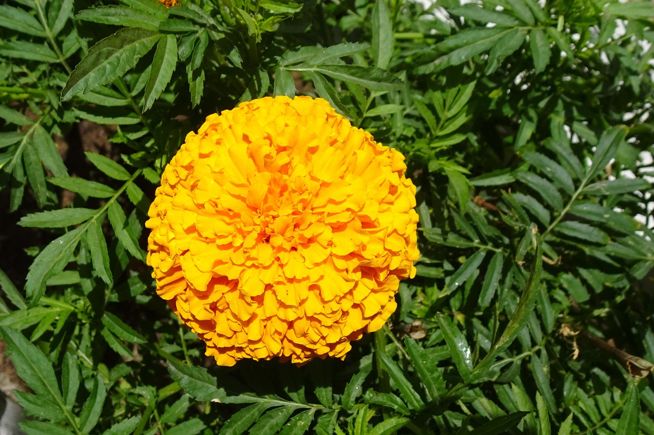 Bunga Marigold Tagetes Erecta - Foto gratis di Pixabay - Pixabay