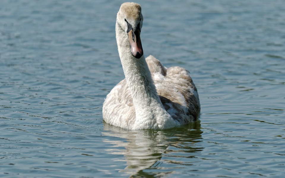 Goose Bird Female - Free photo on Pixabay - Pixabay