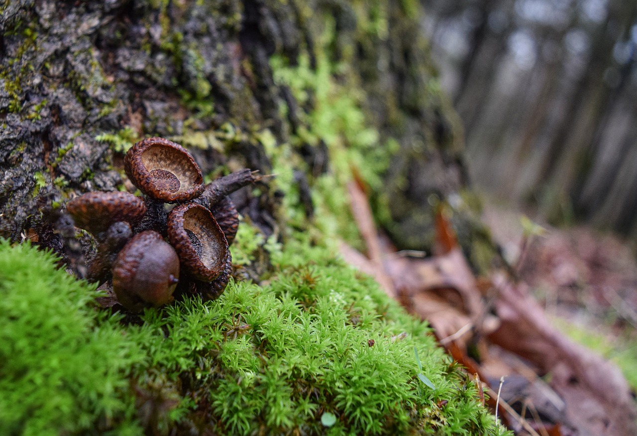 Nature Chêne Arbre - Photo gratuite sur Pixabay - Pixabay