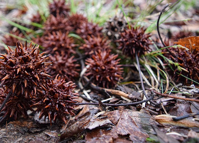 10+ Free Sweetgums & Nature Images - Pixabay