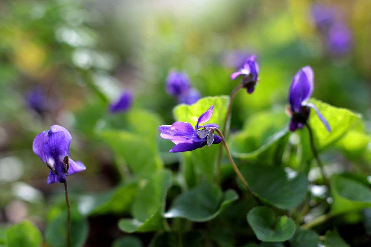 700+ Free Viola Odorata Rainha Charlotte & Viola Images - Pixabay