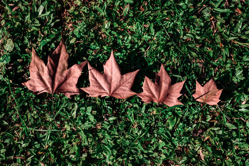Fall Autumn Leaves - Free photo on Pixabay