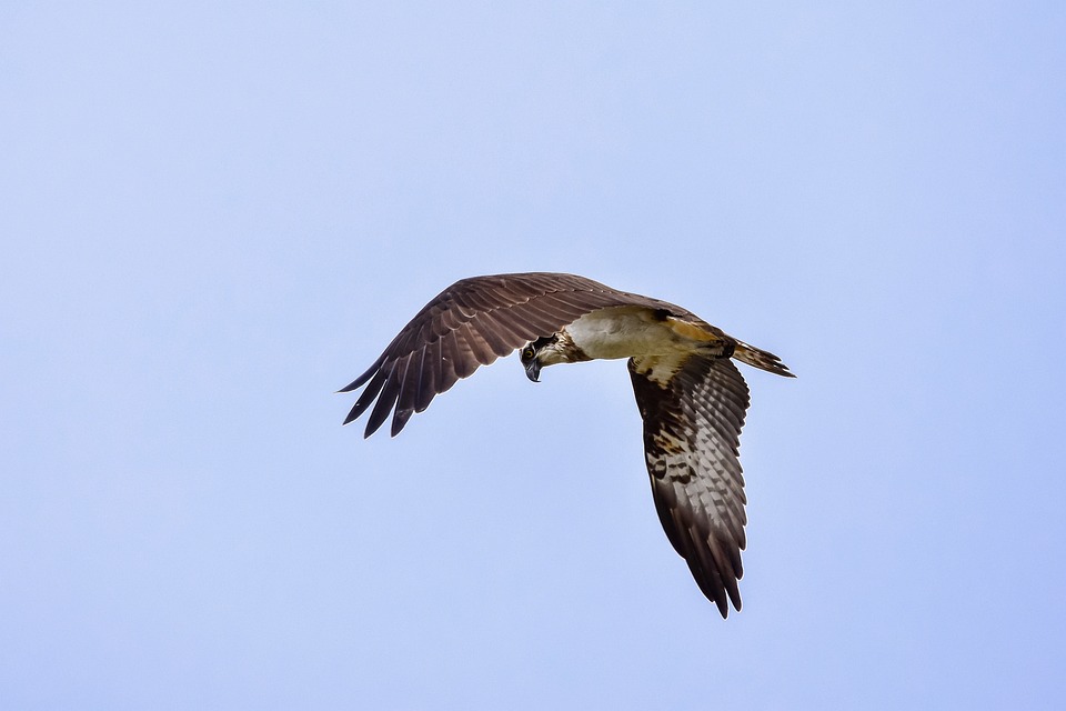 Animal Sky Bird Wild - Free photo on Pixabay