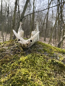 20+ Free Animal Carcasses & Carcass Images - Pixabay