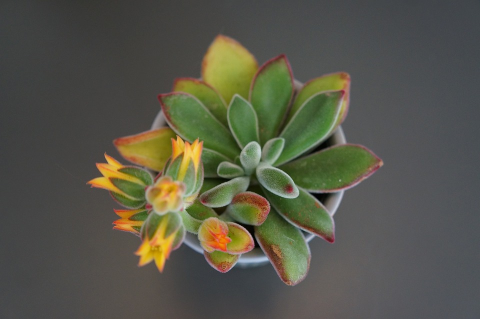 Echeveria Pulvinata 'Ruby - Foto gratis en Pixabay - Pixabay
