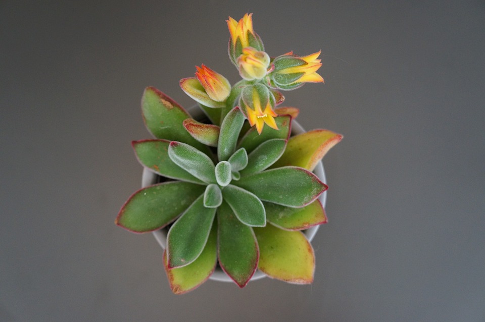 Echeveria Pulvinata 'Ruby - Darmowe zdjęcie na Pixabay - Pixabay