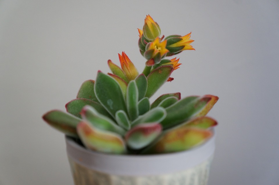 Echeveria Pulvinata 'Ruby - Free photo on Pixabay