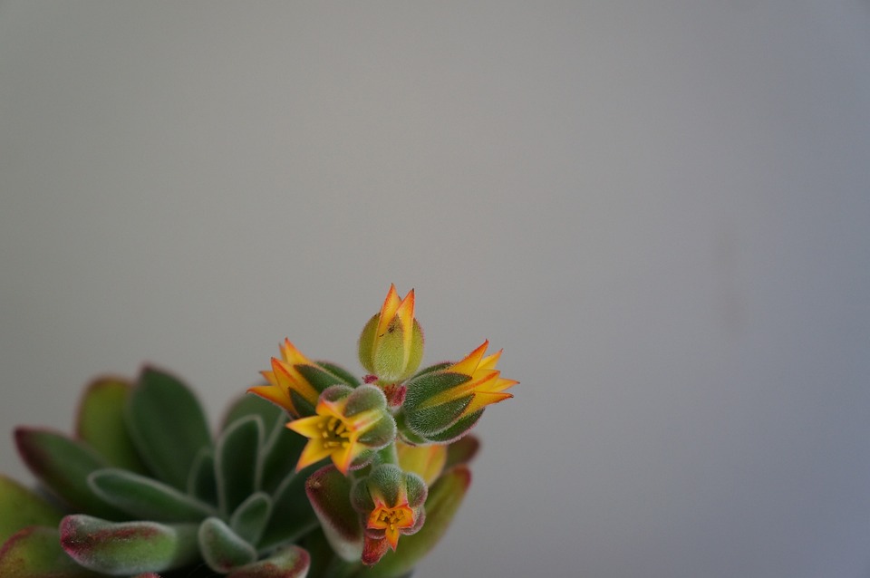 Echeveria Pulvinata 'Ruby - Free photo on Pixabay - Pixabay