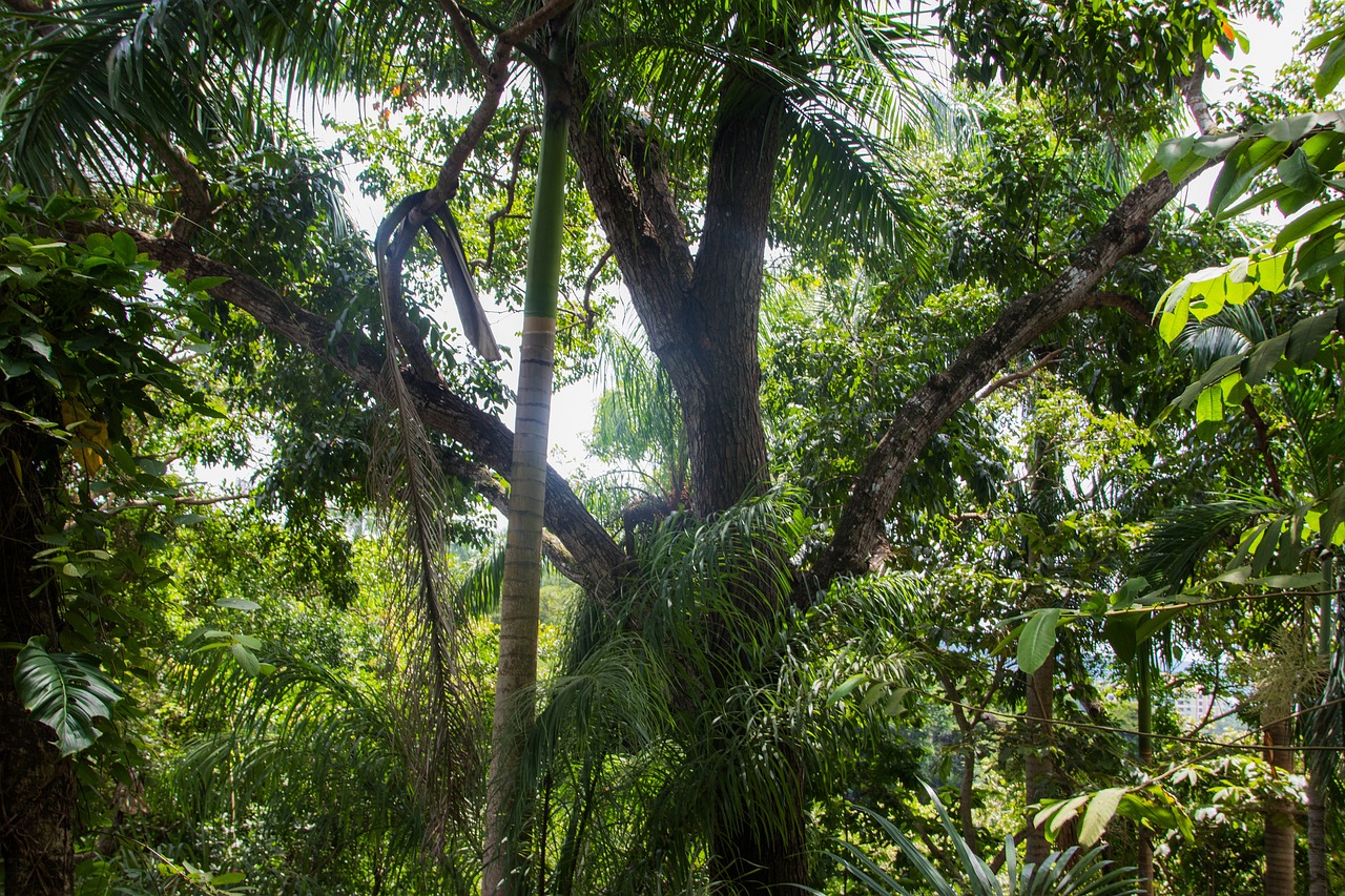 Rainforest Panama Central America - Free photo on Pixabay