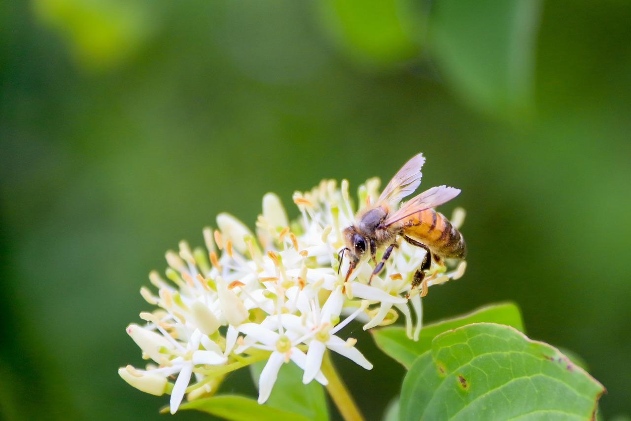 Abeille Pollen Fleur - Photo gratuite sur Pixabay - Pixabay