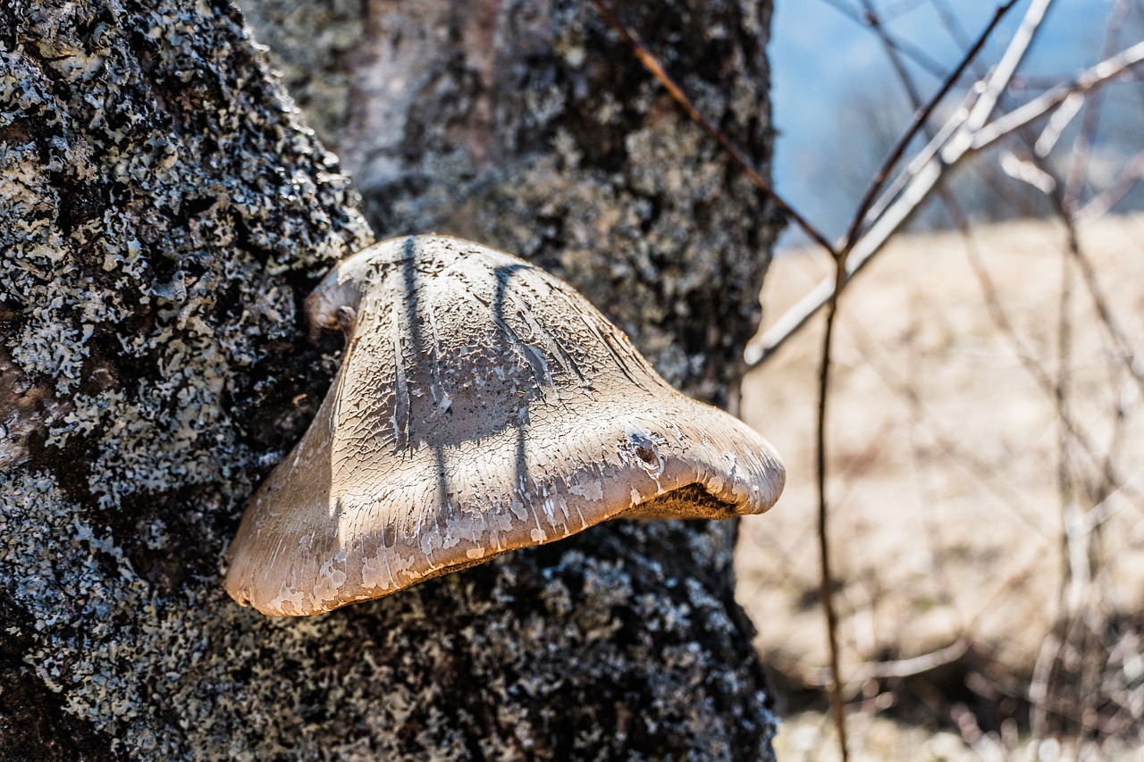 Mushroom Nature Forest Close - Free photo on Pixabay - Pixabay