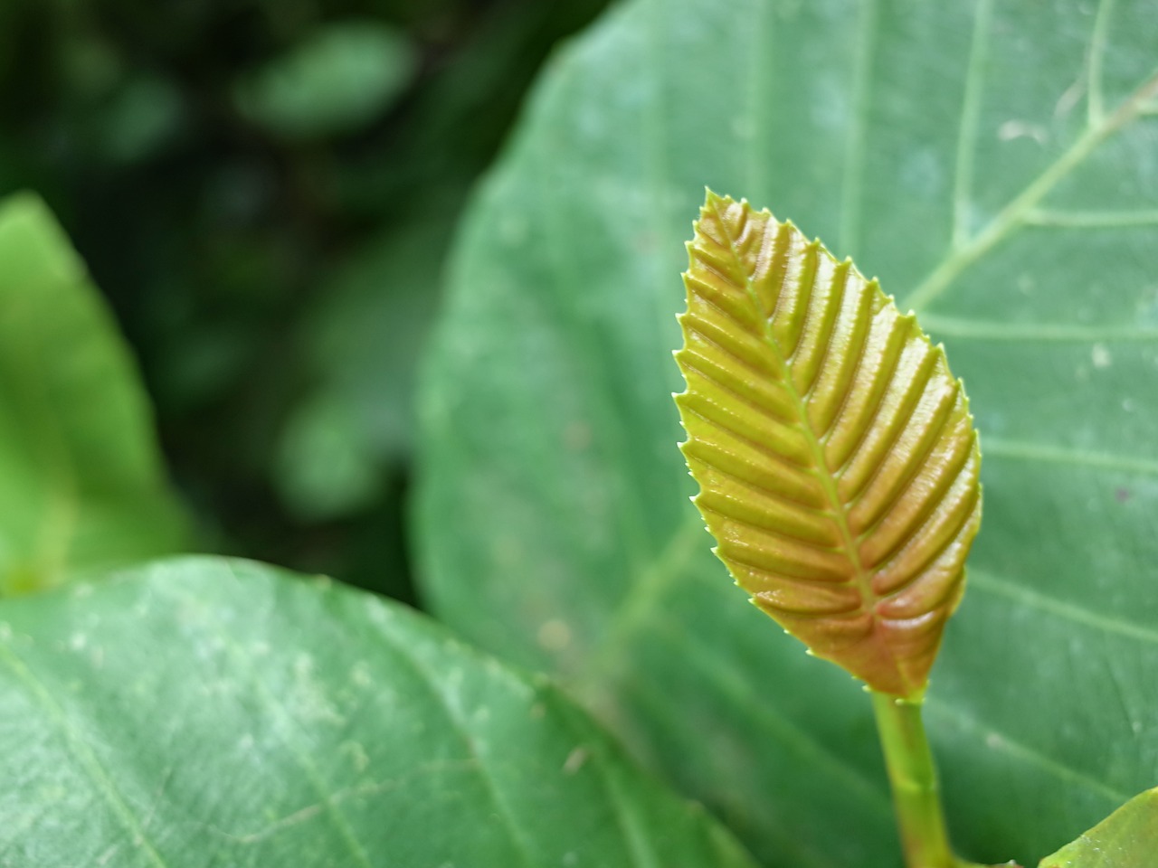 Folha Verde Dourado - Foto gratuita no Pixabay - Pixabay