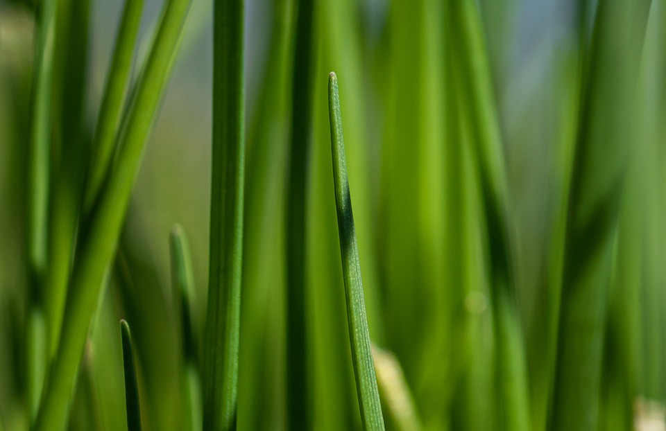 Chives Close Up Macro - Free photo on Pixabay - Pixabay