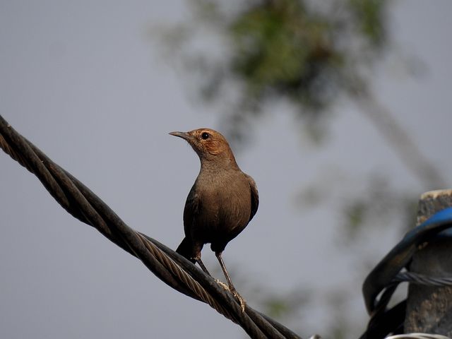100+ Free Birds Chirping & Bird Images - Pixabay