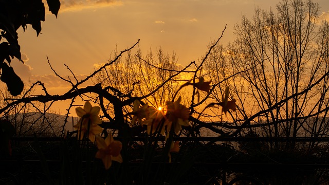 Lever Du Soleil Le Printemps Fleur - Photo gratuite sur Pixabay - Pixabay