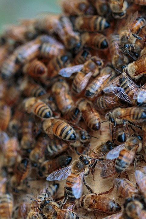 Bijen Bijenkorf Honing - Gratis foto op Pixabay