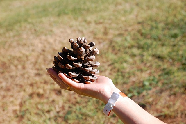 10,000+ Free Large Image & Nature Images - Pixabay