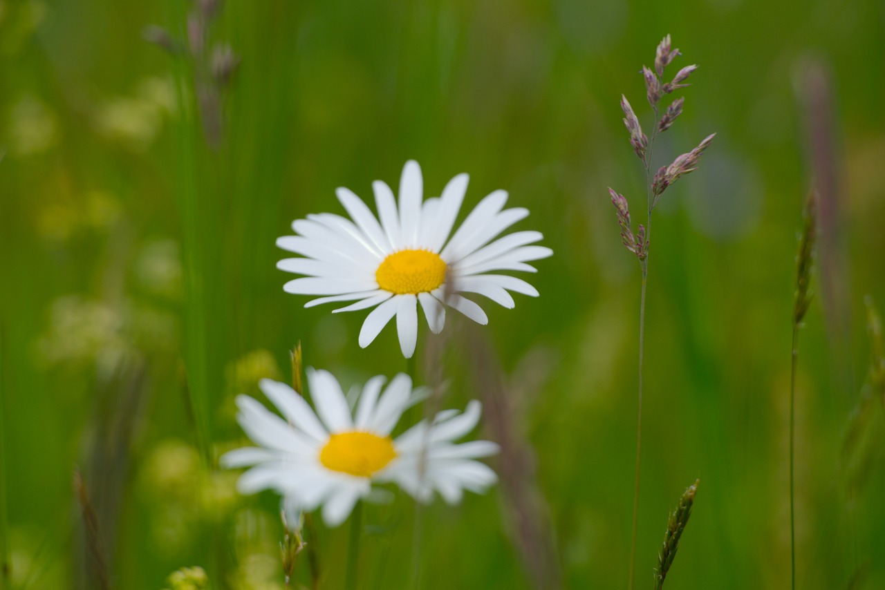 Blumen Wiese Blumenwiese - Kostenloses Foto auf Pixabay - Pixabay