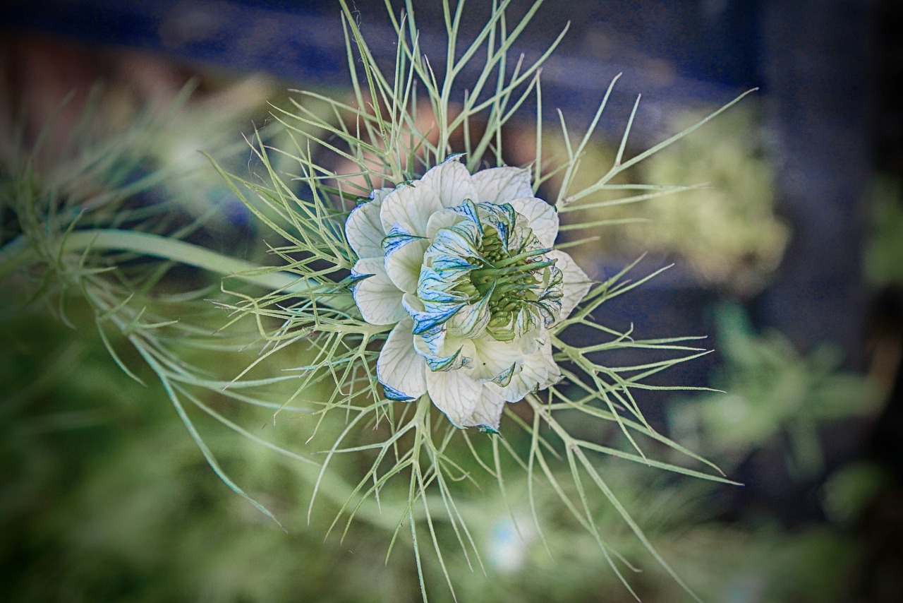 Perawan Di Hijau Tanaman Mekar - Foto gratis di Pixabay - Pixabay