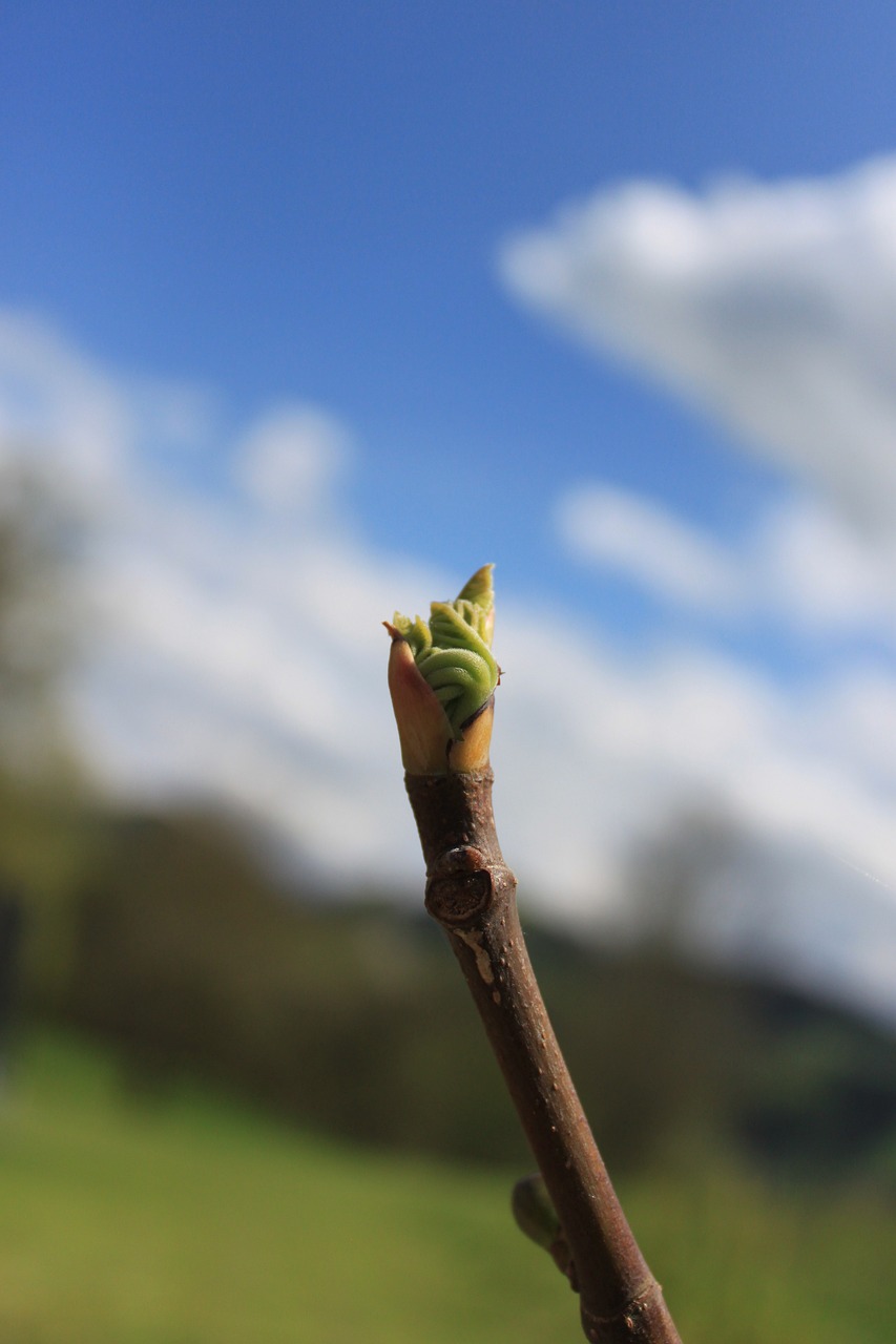 Knospe Baum Strauch - Kostenloses Foto auf Pixabay - Pixabay
