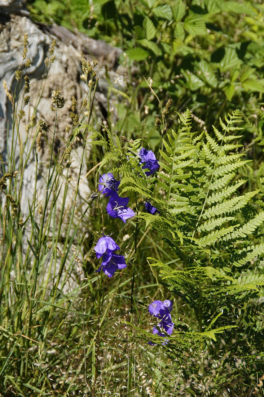 800+ Free Bluebell & Nature Images - Pixabay