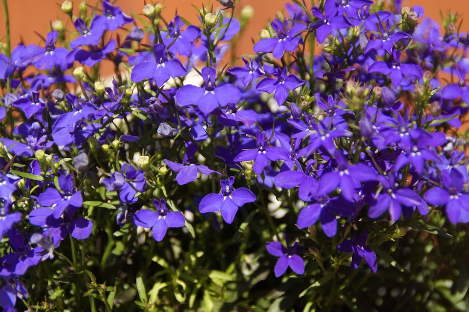 Violet Mauve Bleu - Photo gratuite sur Pixabay - Pixabay