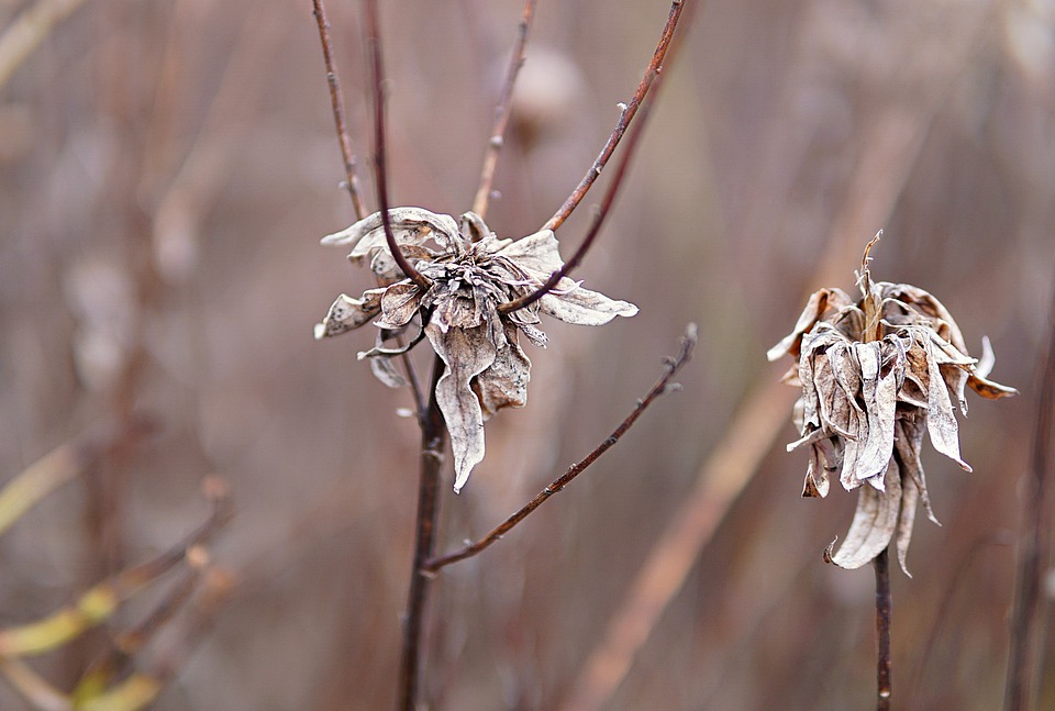 Winter Dead Flowers - Free photo on Pixabay
