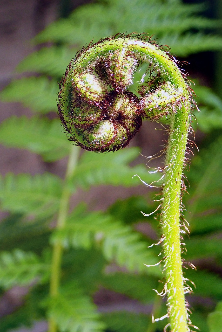 Fern New Frond Hairy - Free photo on Pixabay - Pixabay