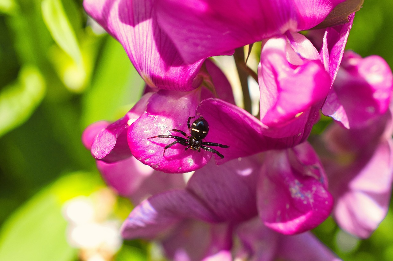 Gigantische Jungle Insecten