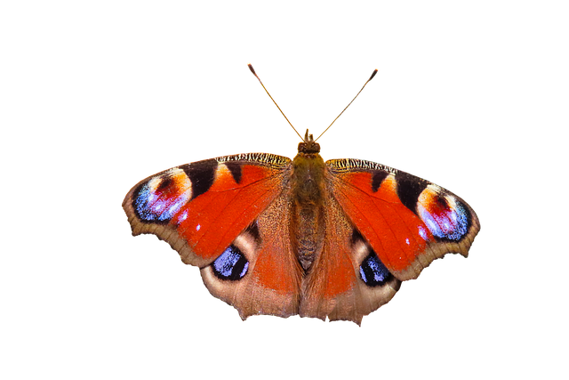 Tierwelt Schmetterling Falter - Kostenloses Foto auf Pixabay - Pixabay