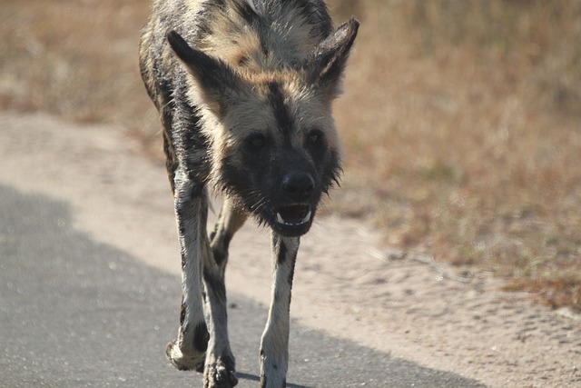 African Wild Dog Wildlife - Free photo on Pixabay - Pixabay