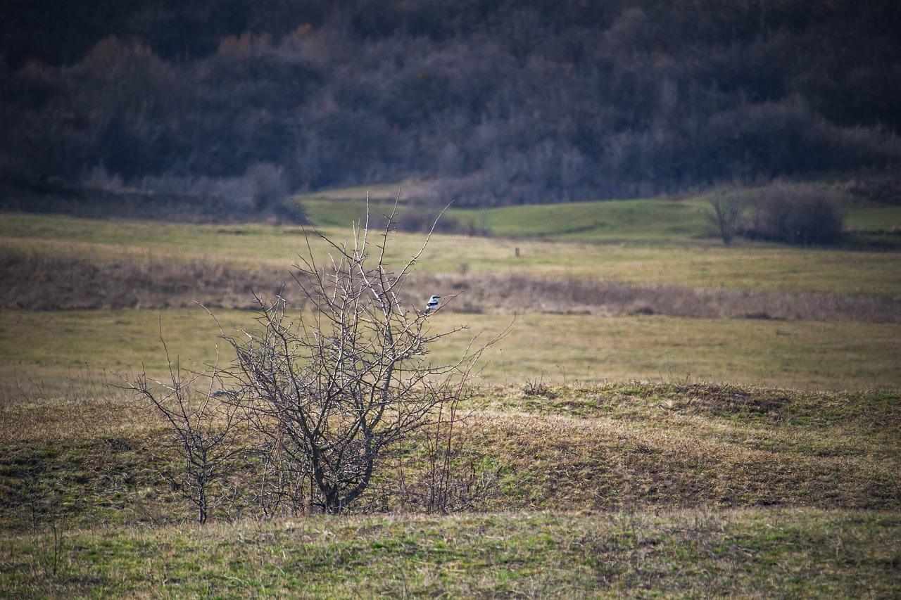 Bird Bush Nature - Free photo on Pixabay - Pixabay