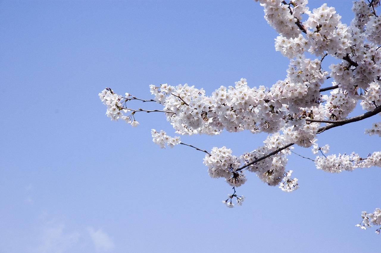 Más de 300 000 imágenes gratis de Fondo De Cerezos y Naturaleza - Pixabay