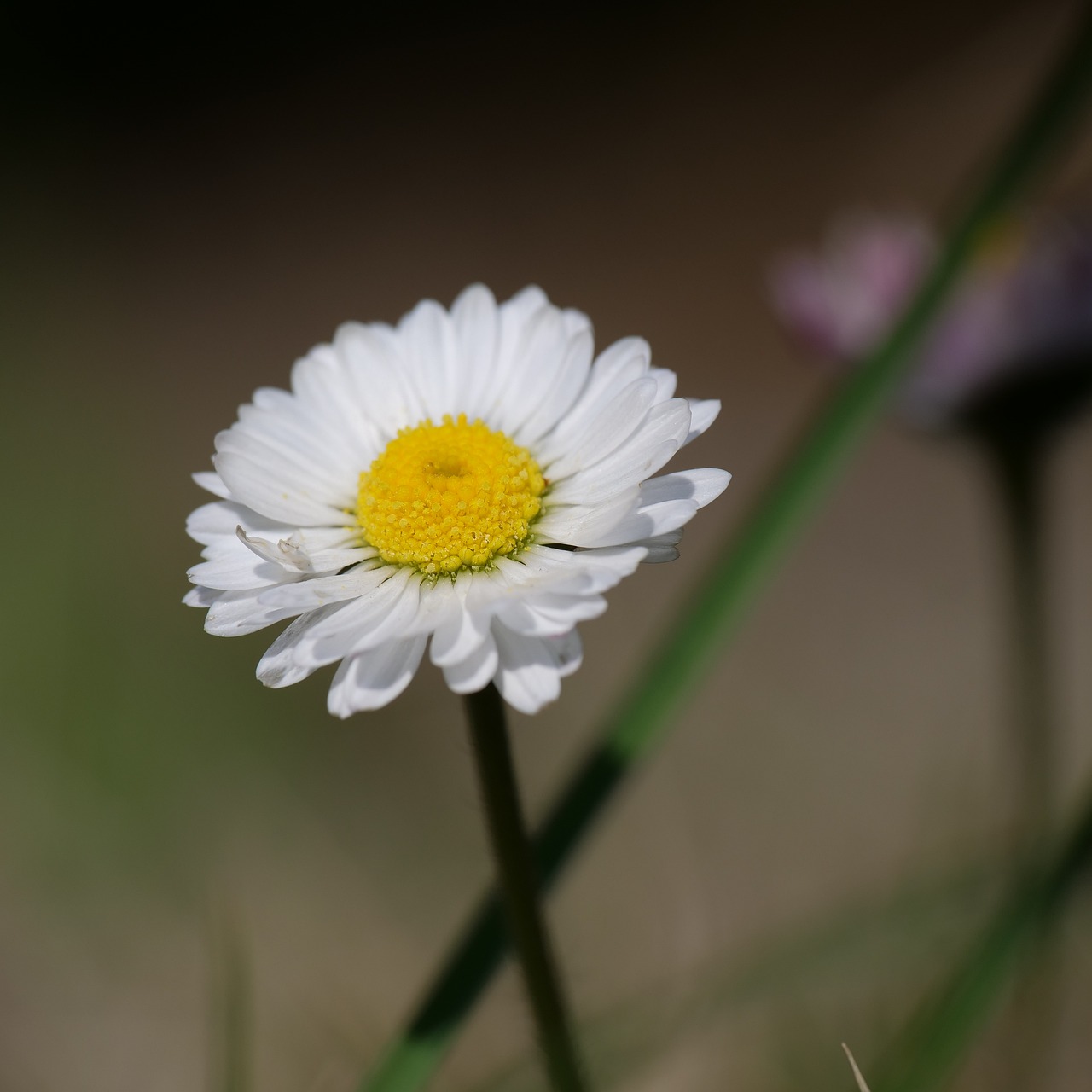 Marguerite Flower Spring - Free photo on Pixabay - Pixabay