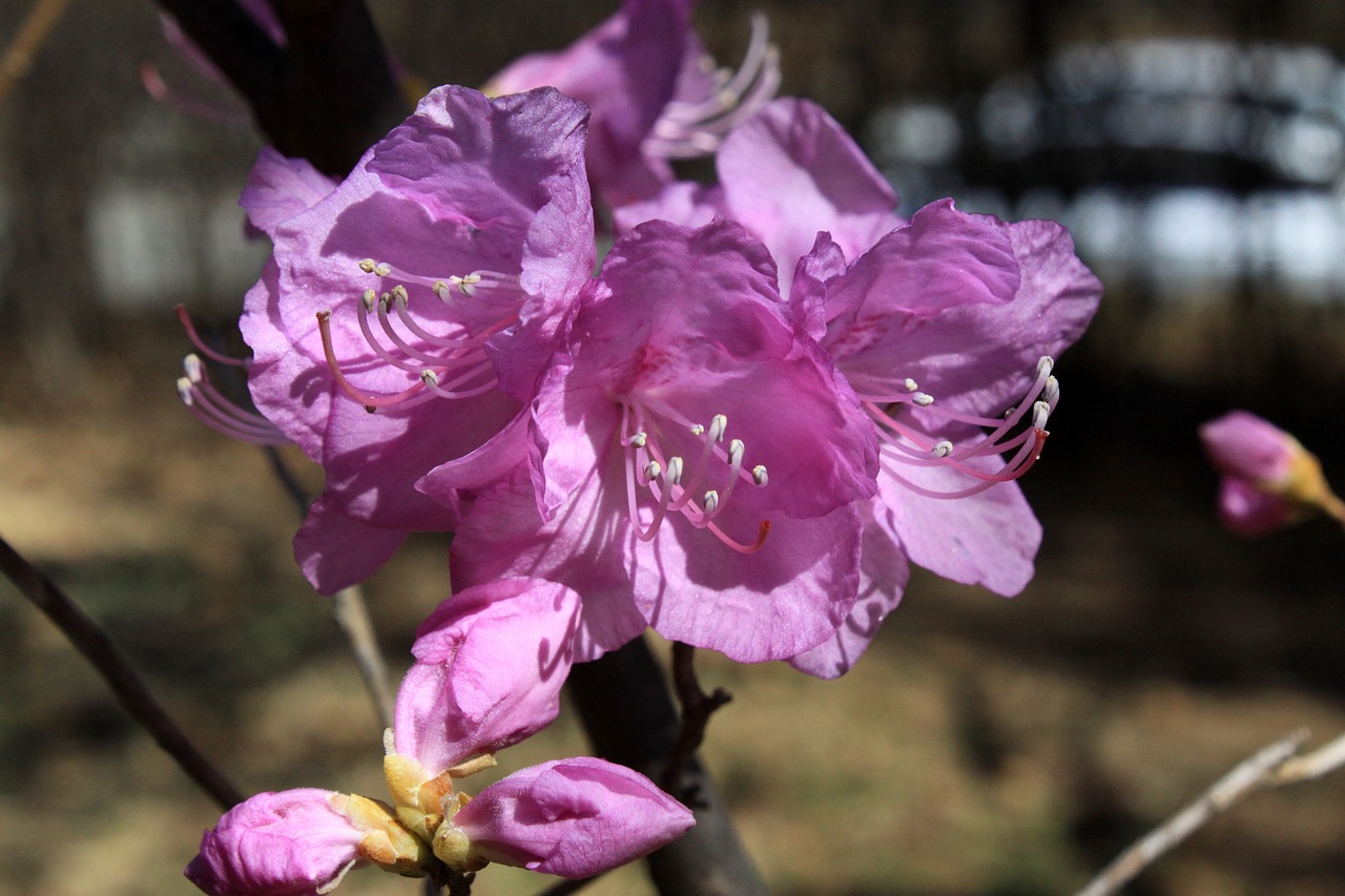 1,000+ Free Azalea & Nature Photos - Pixabay