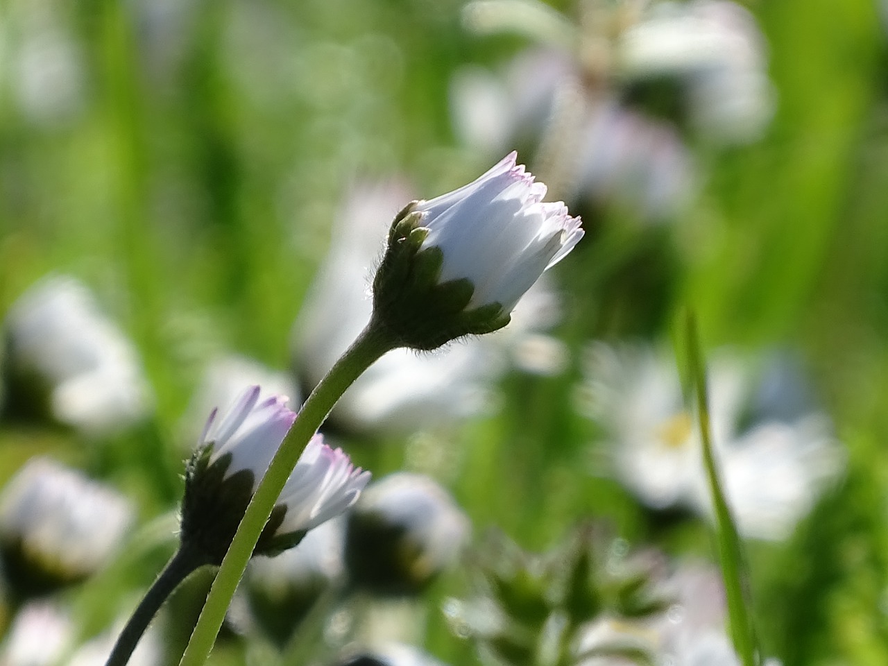 Daisy Blossoms Spring - Free photo on Pixabay - Pixabay
