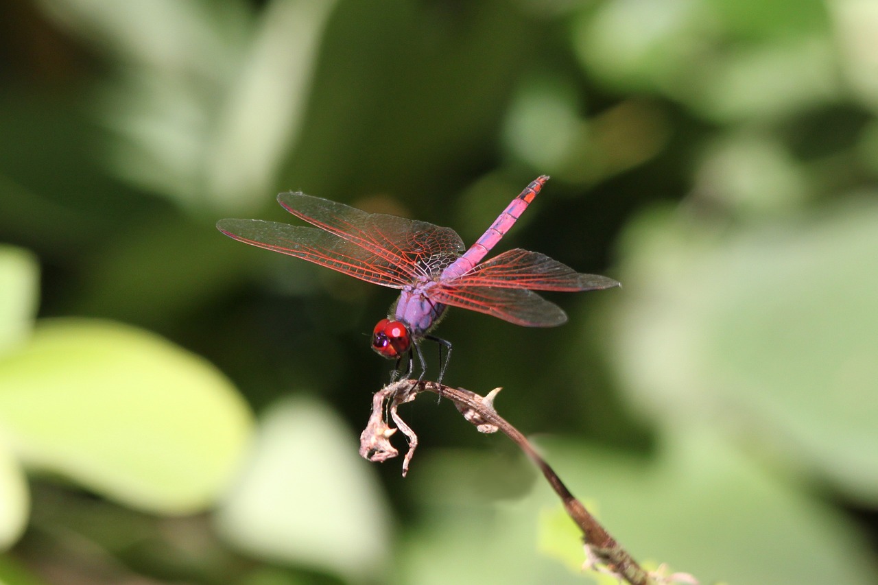 Dragonfly Wings Insect - Free photo on Pixabay