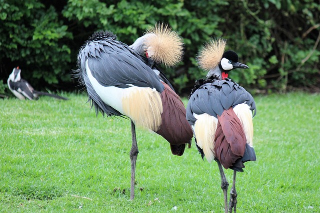 Crane Burung Alam - Foto gratis di Pixabay - Pixabay