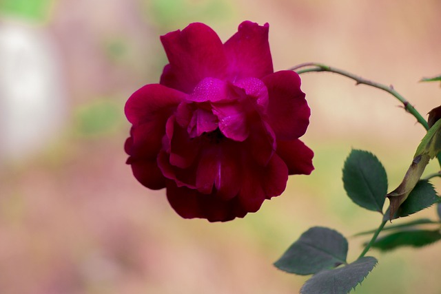 Rose Flower Nepal - Free photo on Pixabay - Pixabay