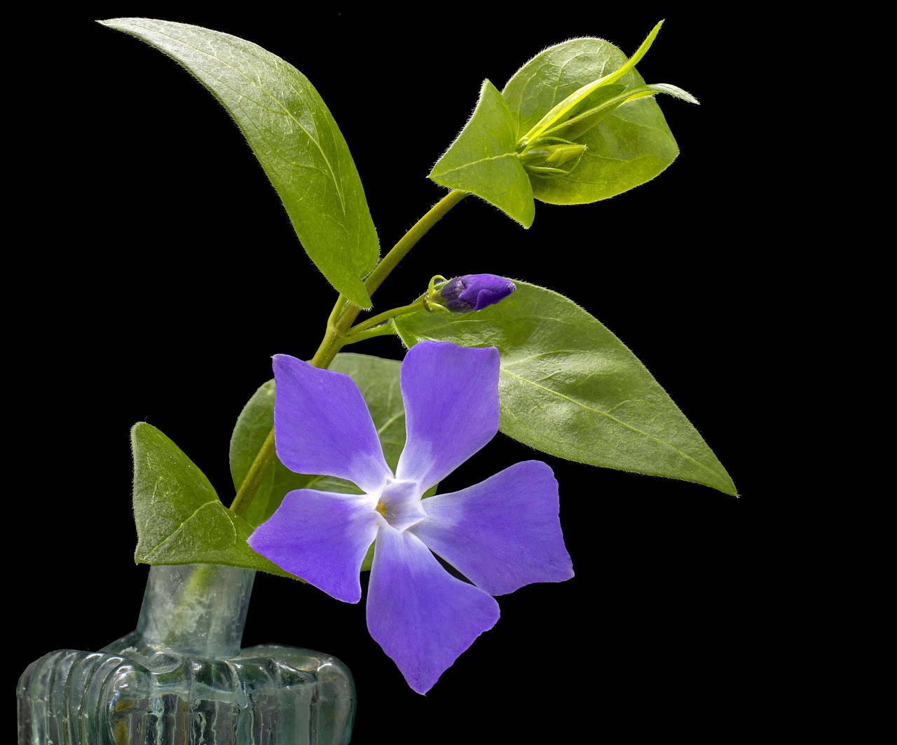 Greater-Periwinkle Wildflower - Free photo on Pixabay
