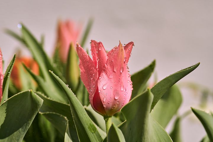 300+ Free Pink Rain Drops & Rain Photos - Pixabay