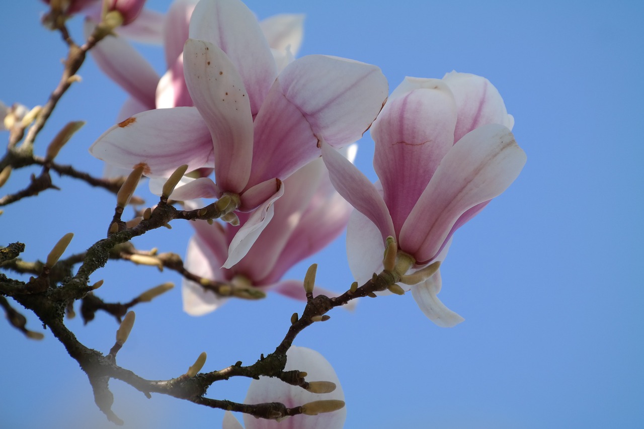 Magnolia Fleur Le Printemps - Photo gratuite sur Pixabay - Pixabay