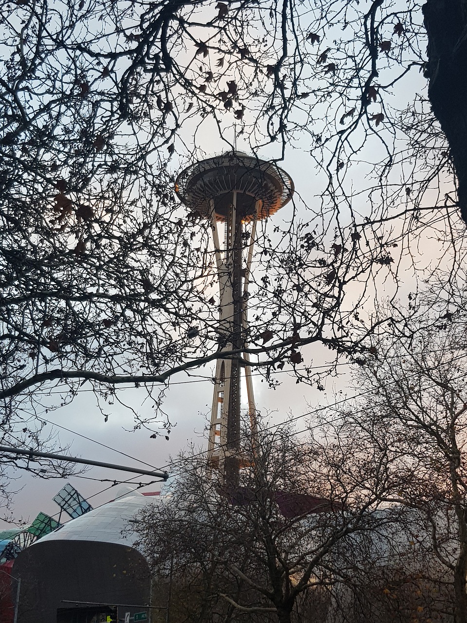 Seattle Árbol Washington - Foto gratis en Pixabay - Pixabay