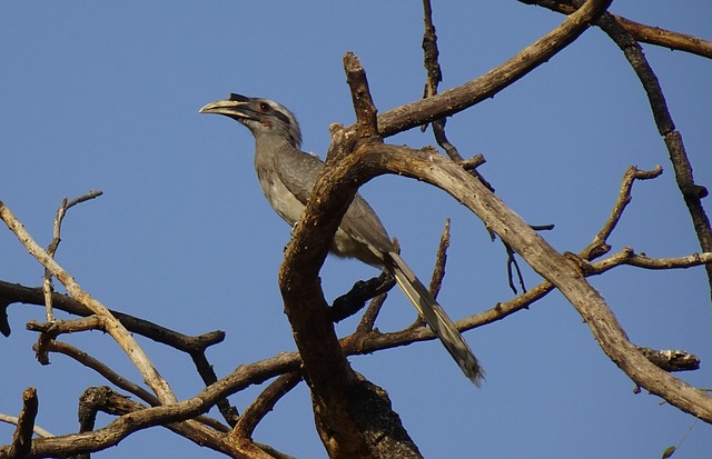 Pájaro Cálao Gris Indio - Foto gratis en Pixabay - Pixabay