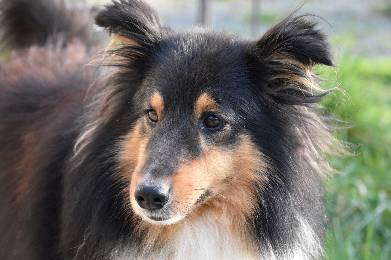 Dog Shetland Sheepdog Portrait - Free photo on Pixabay - Pixabay