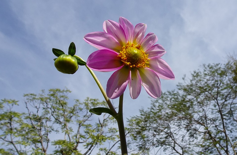 Flor Dalia Individual - Foto gratis en Pixabay - Pixabay