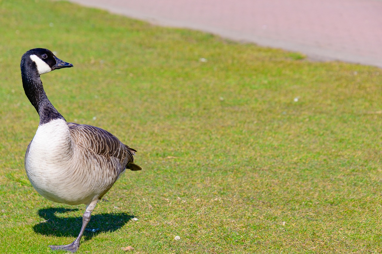 Wild Geese Birds Feathers - Free photo on Pixabay