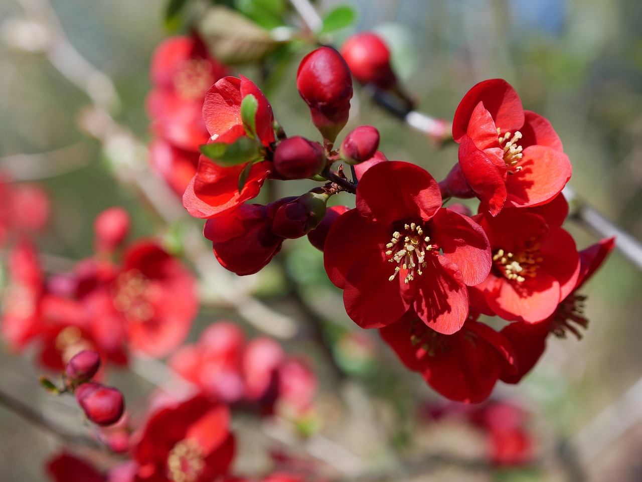 Japanese Quince Spring Red - Free photo on Pixabay