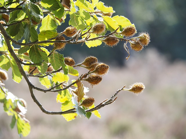 Meer dan 1.000 gratis afbeeldingen van Beuk en Natuur - Pixabay