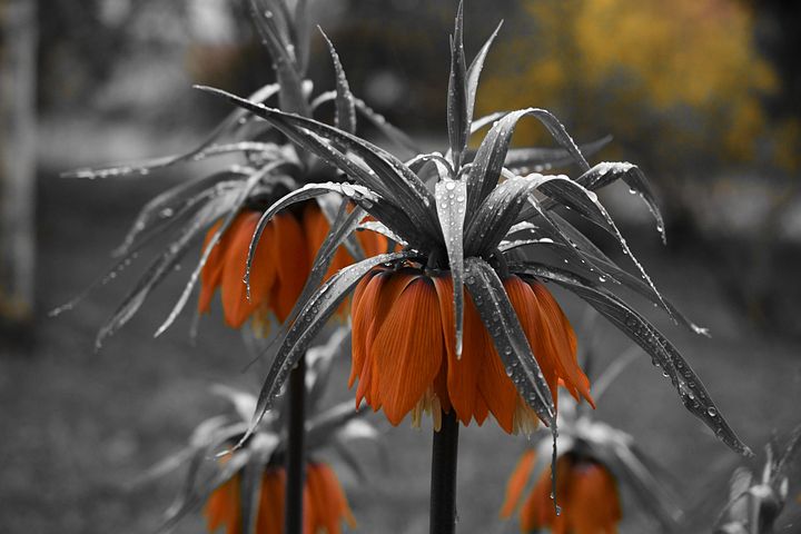 100+ Free Color Filter & Stunning Images - Pixabay